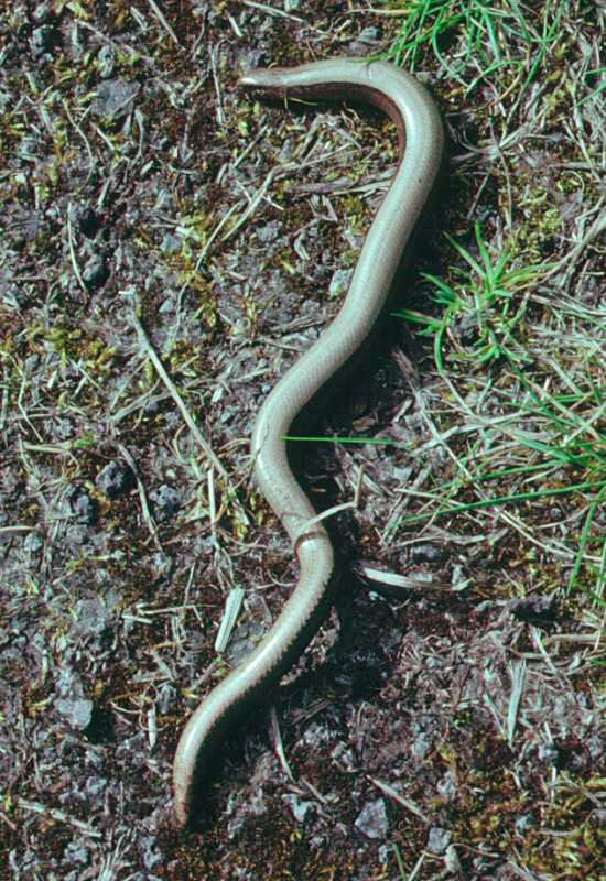 Anguis Fragilis Slow Worm Identification Guide